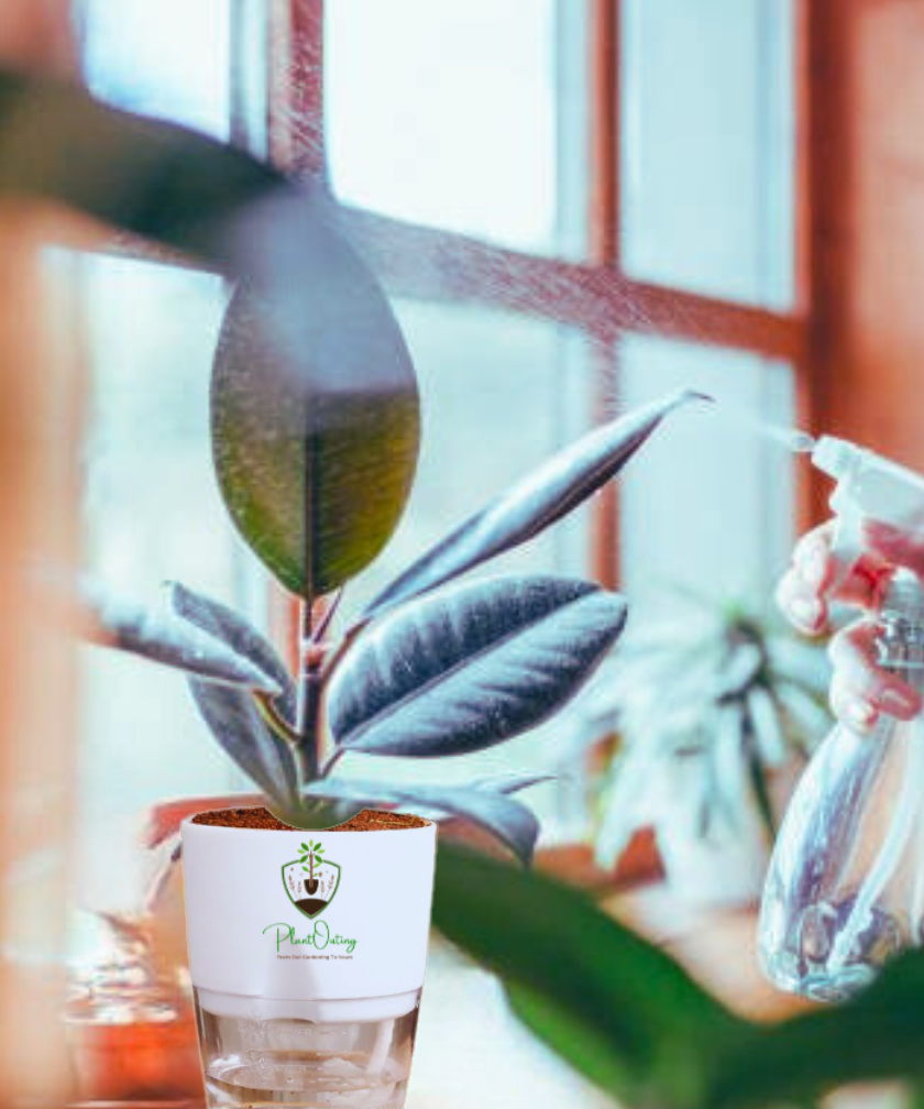 Rubber Indoor Plant – Nature’s Bold Statement Piece for Your Home ...